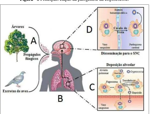 Criptococose: epidemiologia, ecologia, patogenia, principais formas ...