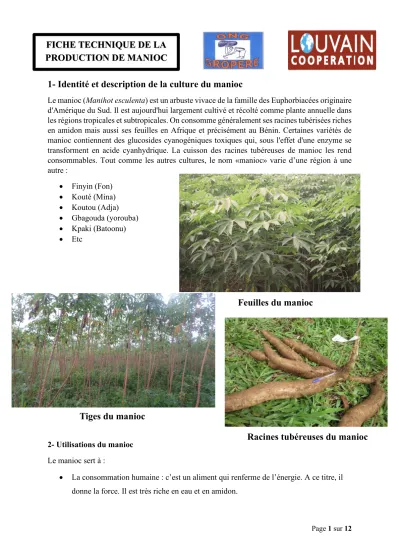 FICHE TECHNIQUE DE LA PRODUCTION DE MANIOC. 1- Identité et description ...