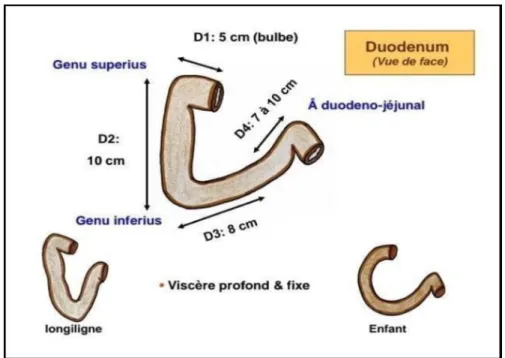 Moyens de fixité - Rappel anatomique - Hémorragie digestive